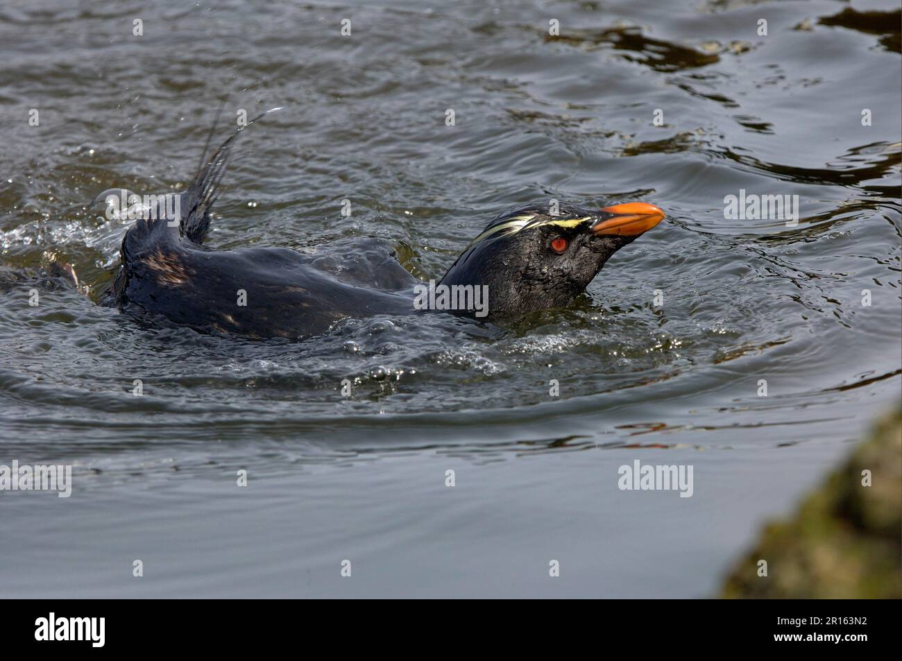 Southern rockhopper penguin (Eudyptes chrysocome) adult, swimming in ...