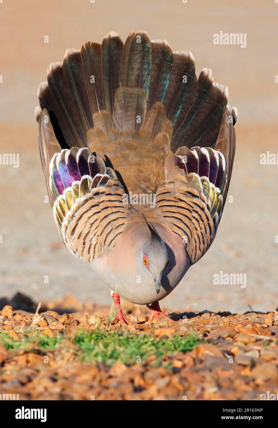 Crested Pigeon (Geophaps lophotes), adult male, courtship display ...