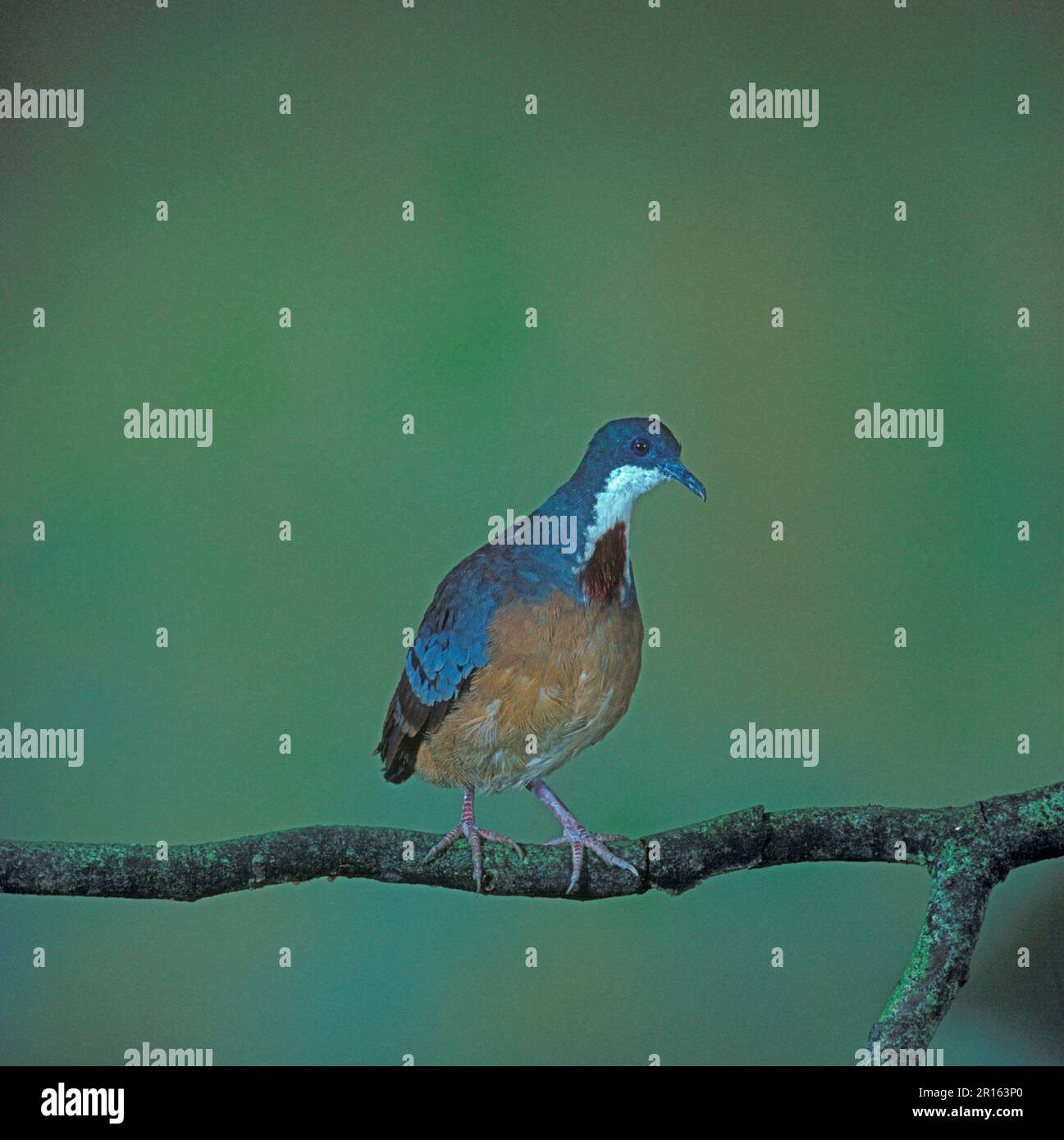 Mindanao bleeding-heart (Gallicolumba criniger), Bartlett's Dagger ...