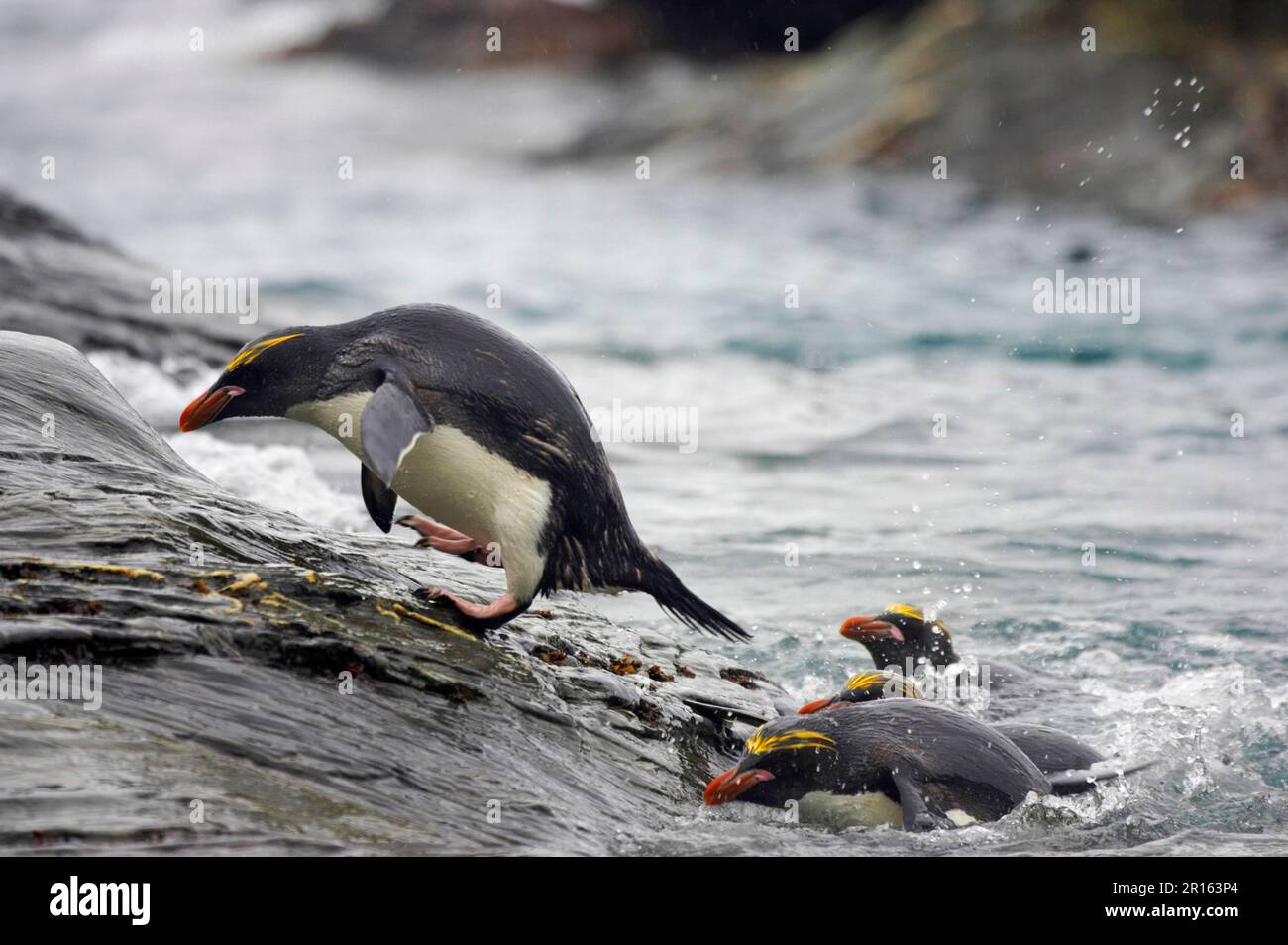 Adult macaroni penguin (Eudyptes chrysolophus) climbing rocks from the ...