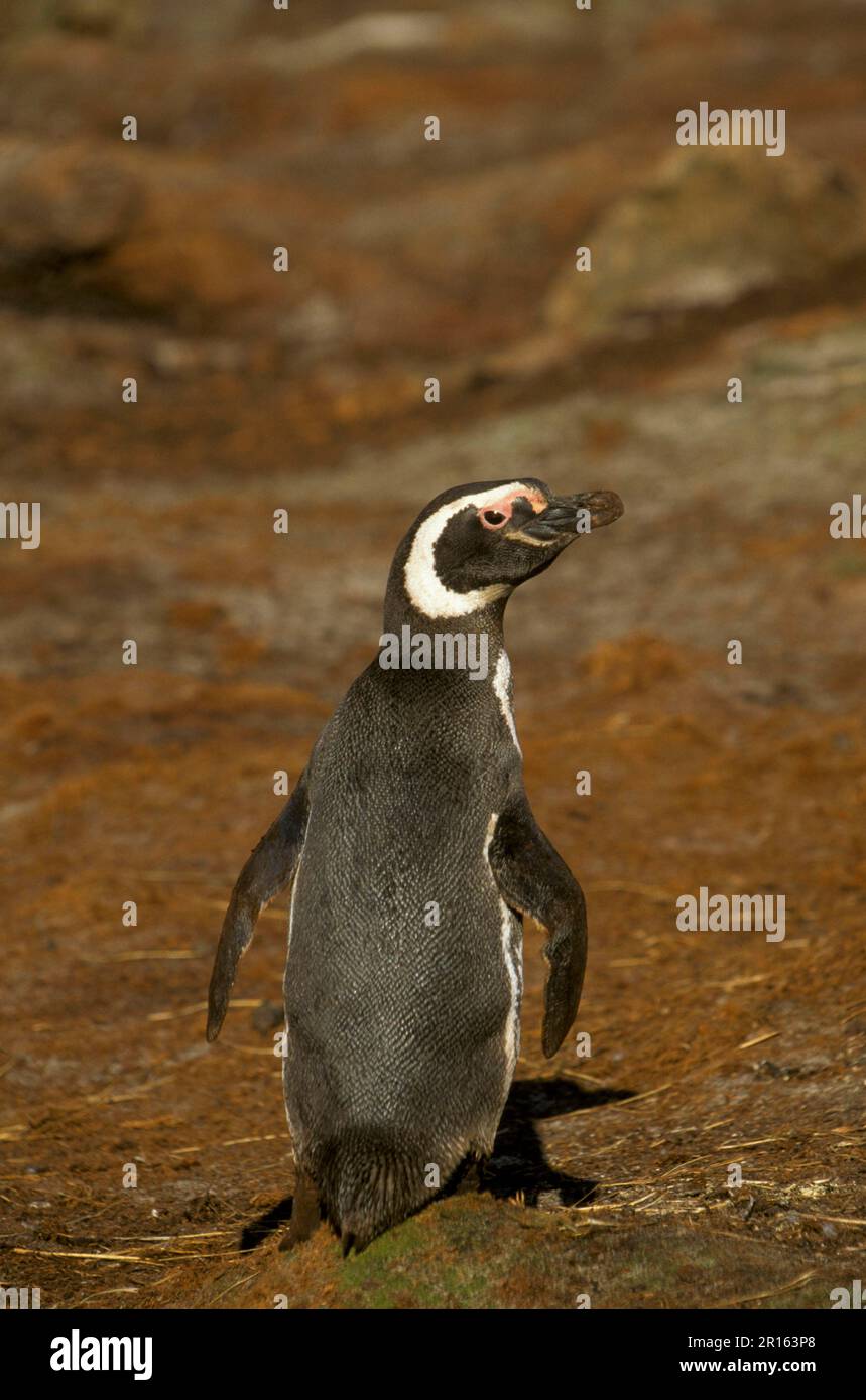 Magellanic Penguin, magellanic penguins (Spheniscus magellanicus ...