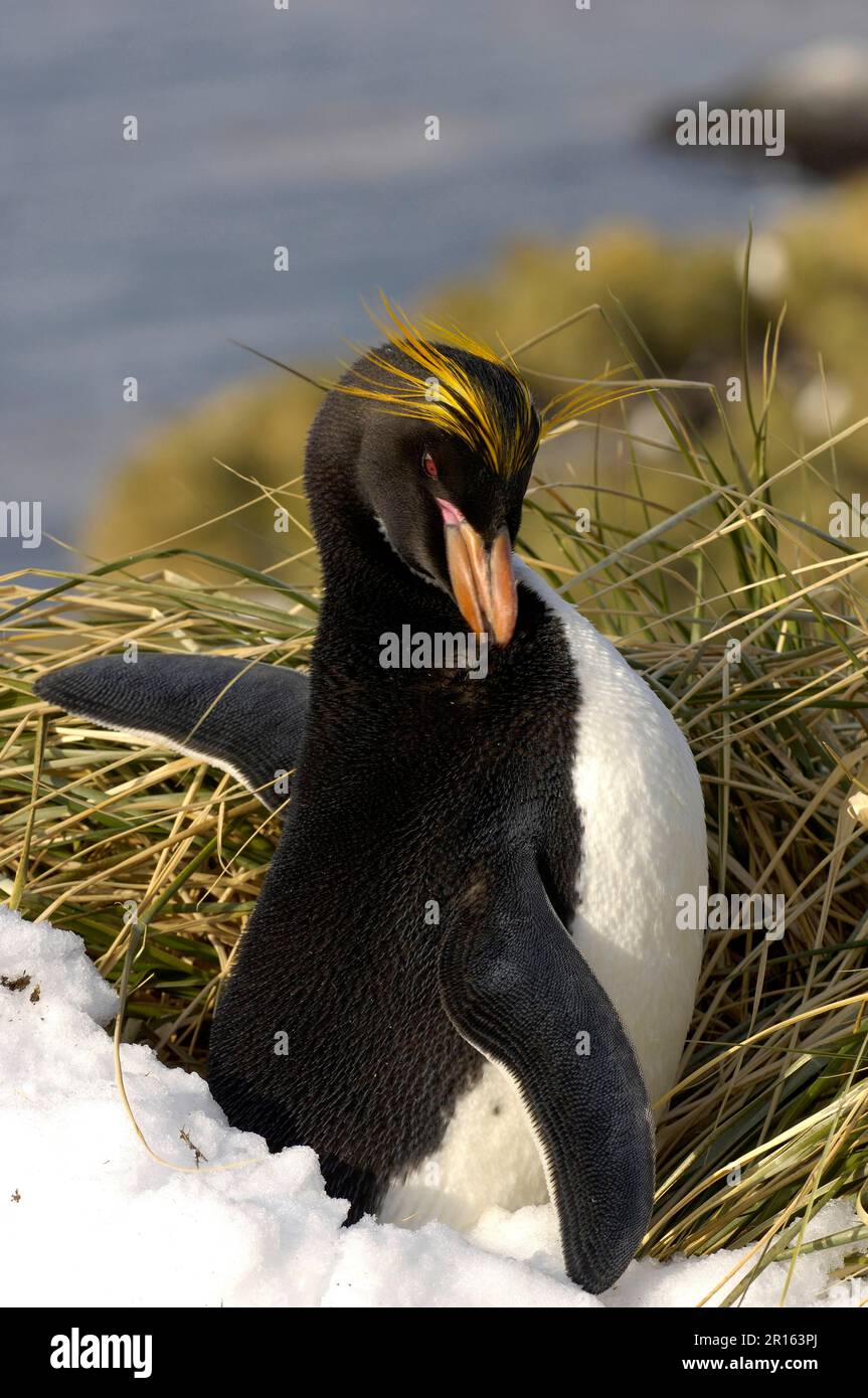 Cooper birds hi-res stock photography and images - Alamy