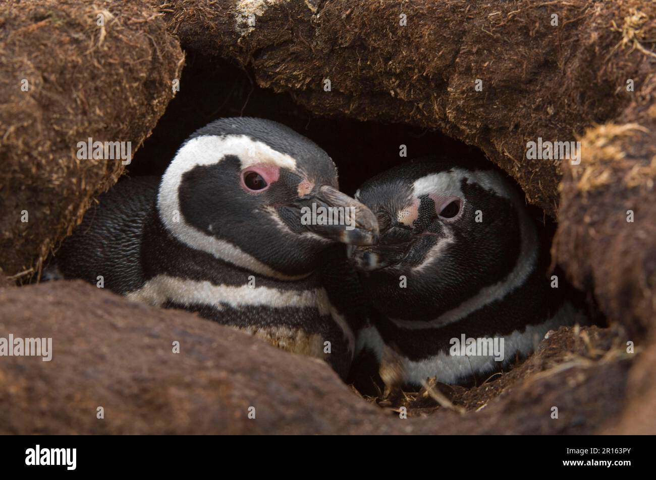 Magellanic penguin (Spheniscus magellanicus), adult pair, at the ...