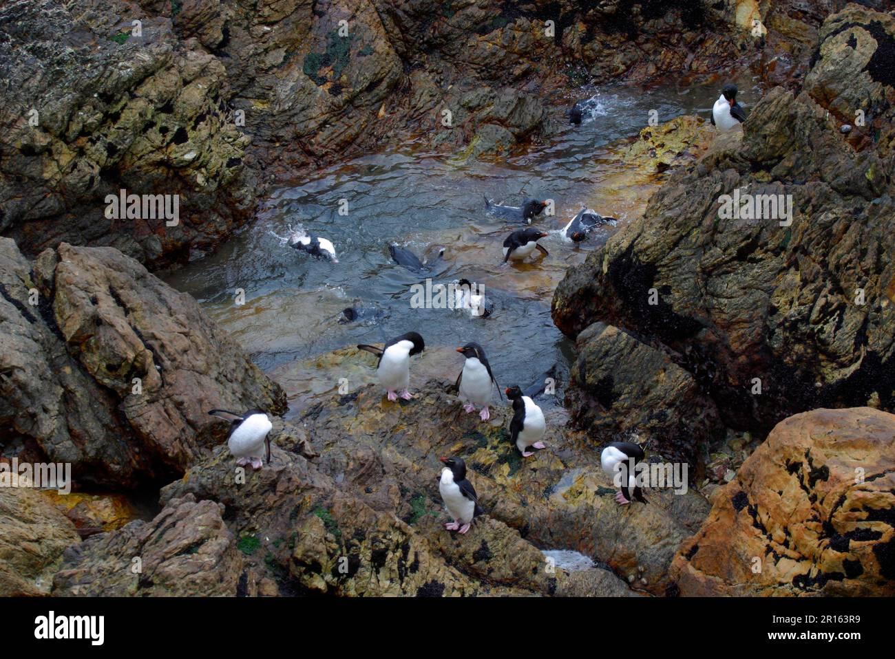 Southern rockhopper penguin (Eudyptes chrysocome) washing in the rock ...