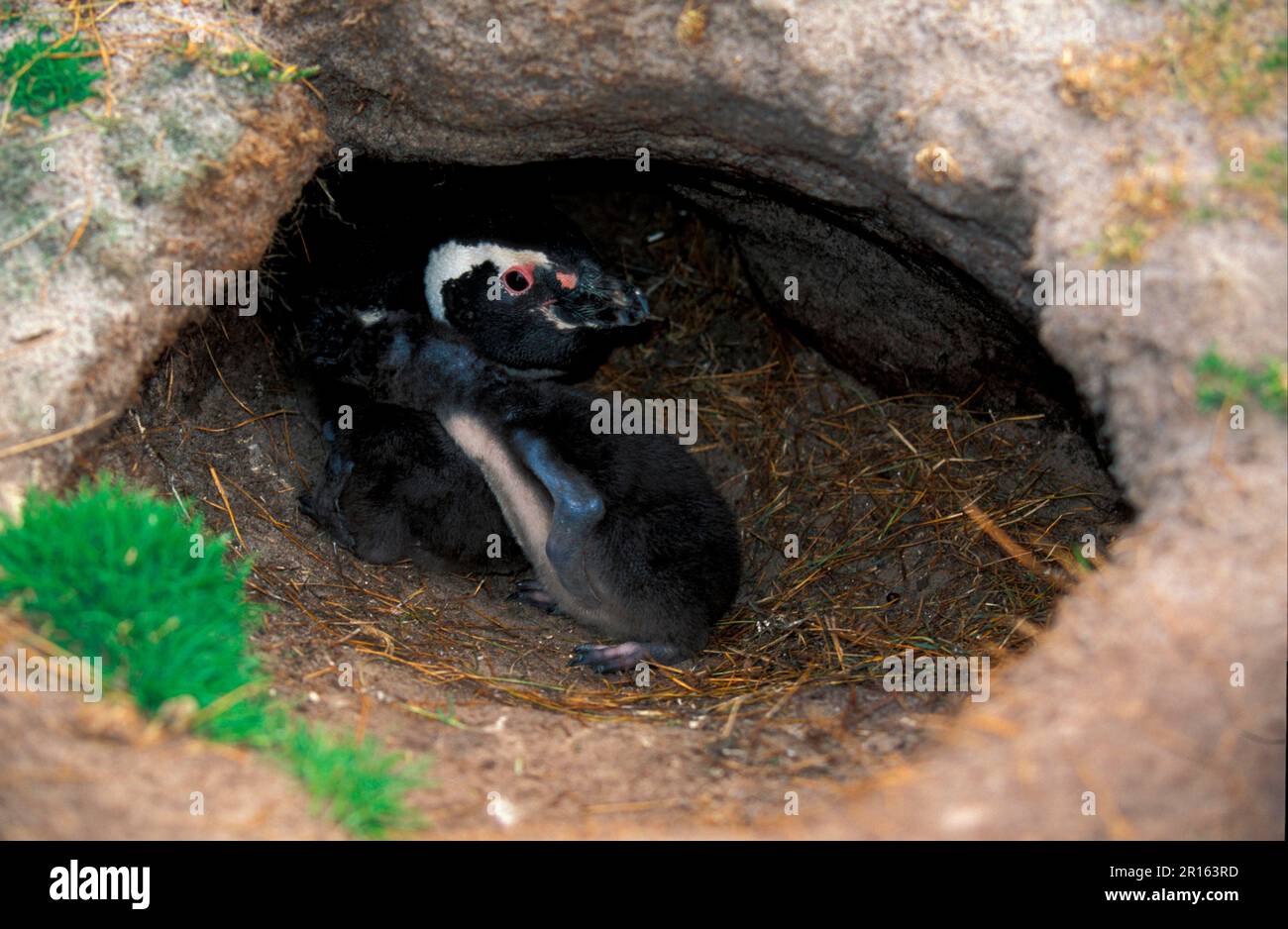 Magellanic penguins (Spheniscus magellanicus) in nesting den, Falklands ...