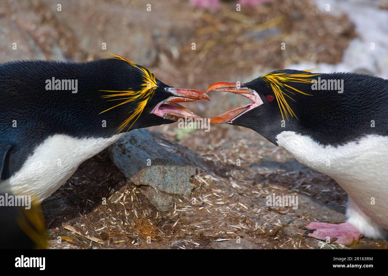 Macaroni Penguin (Eudyptes chrysolophus), macaroni penguin, penguins ...