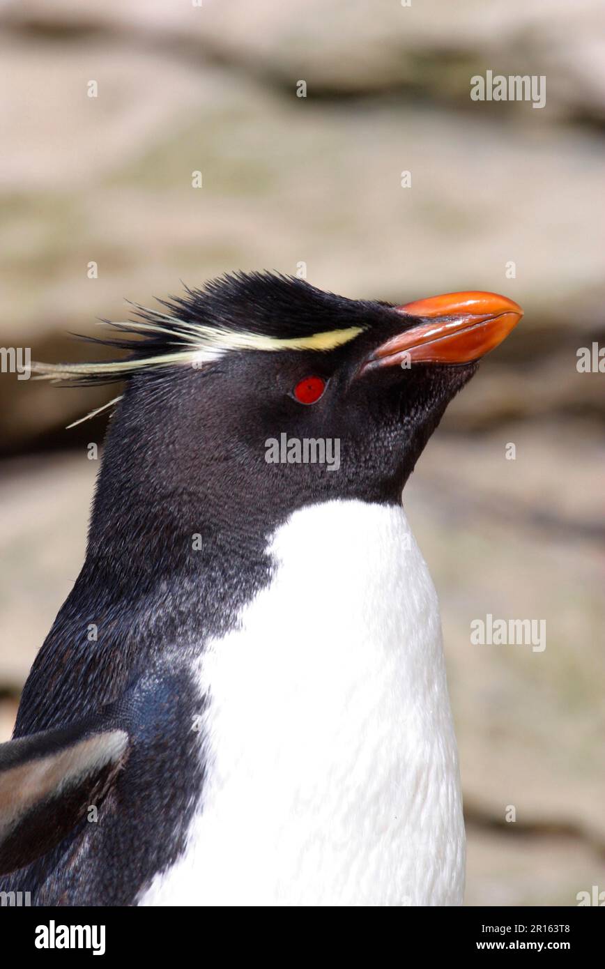 Southern rockhopper penguin (Eudyptes chrysocome) portrait Stock Photo ...