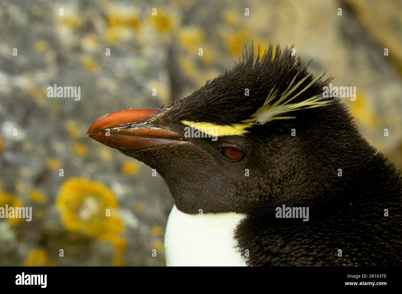 Penguin close up photography hi-res stock photography and images - Alamy
