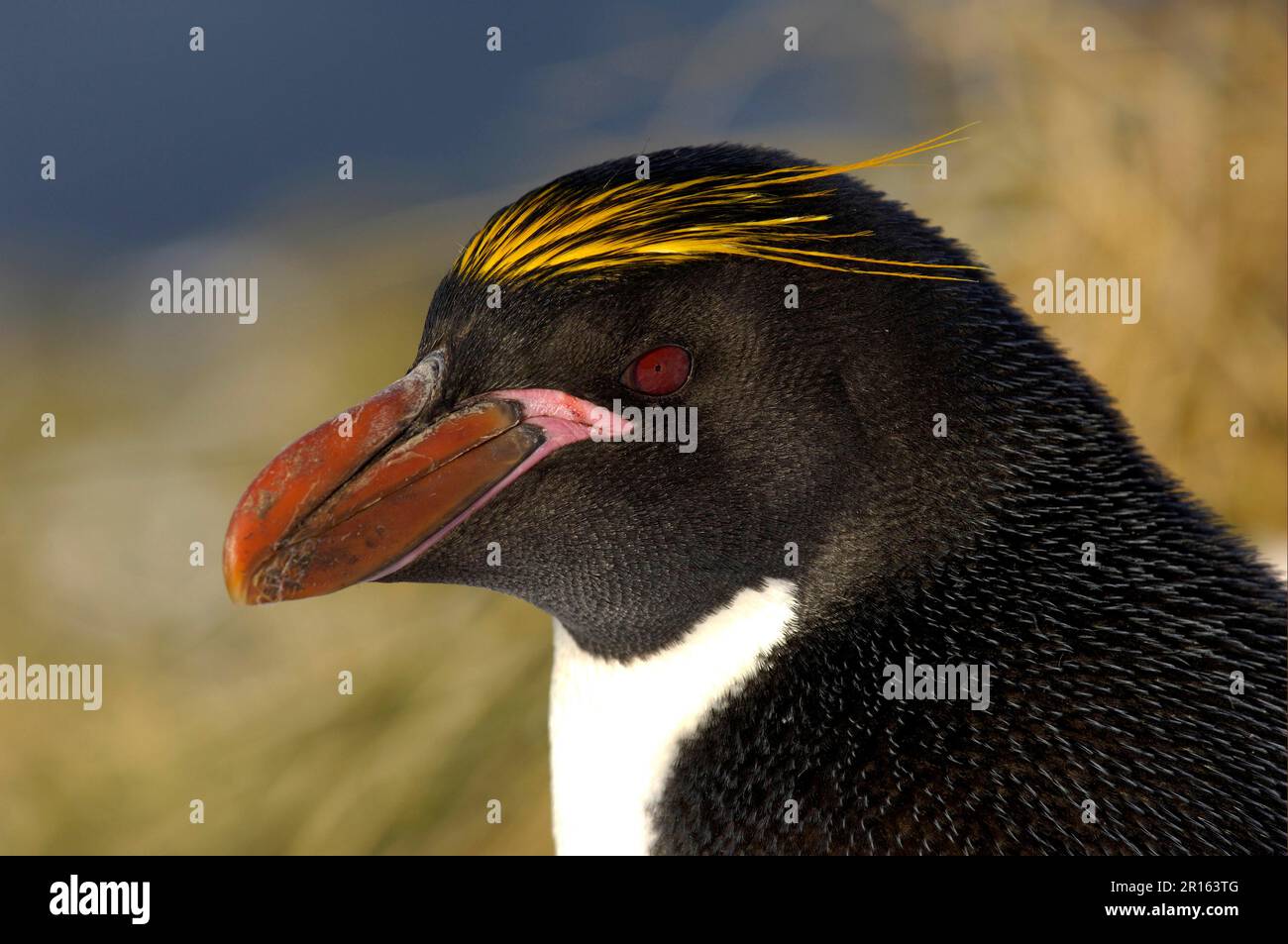 Macaroni Penguin adult, close-up of head, Cooper Bay, South Georgia ...