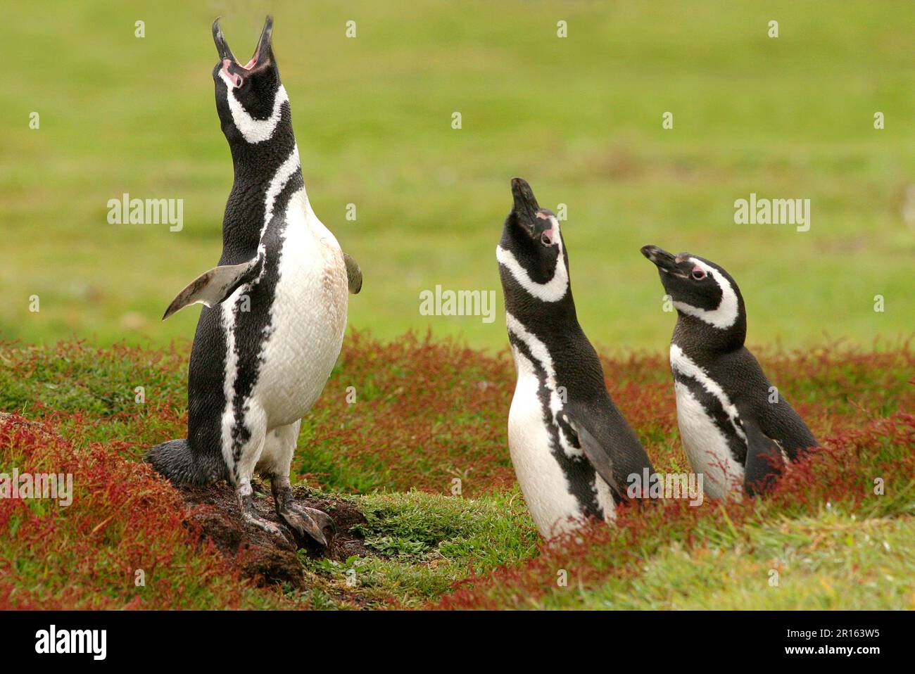 Magellanic penguin (Spheniscus magellanicus) three adults, bat display ...