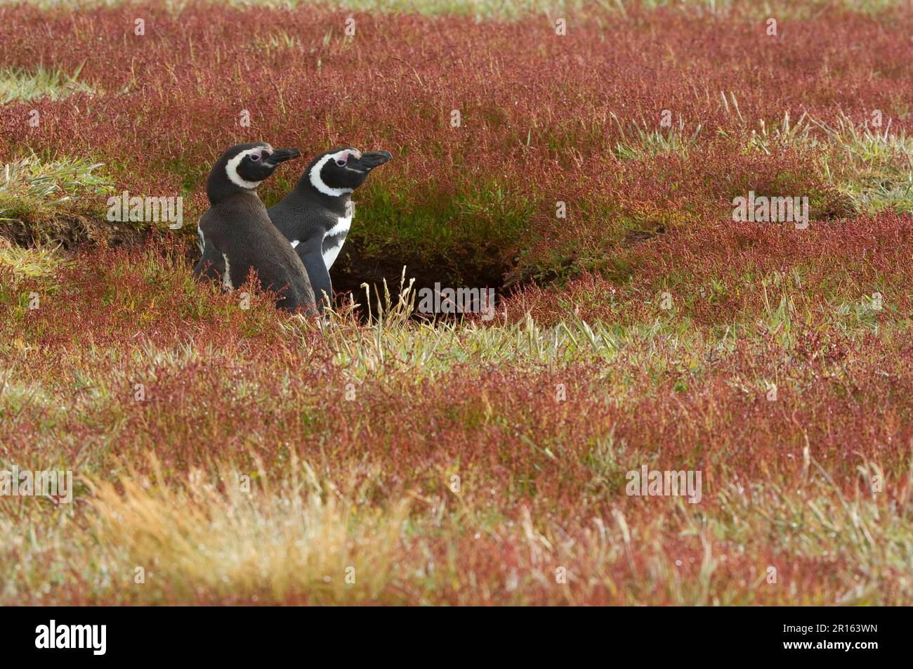 Magellanic penguin (Spheniscus magellanicus), adult pair, at the ...