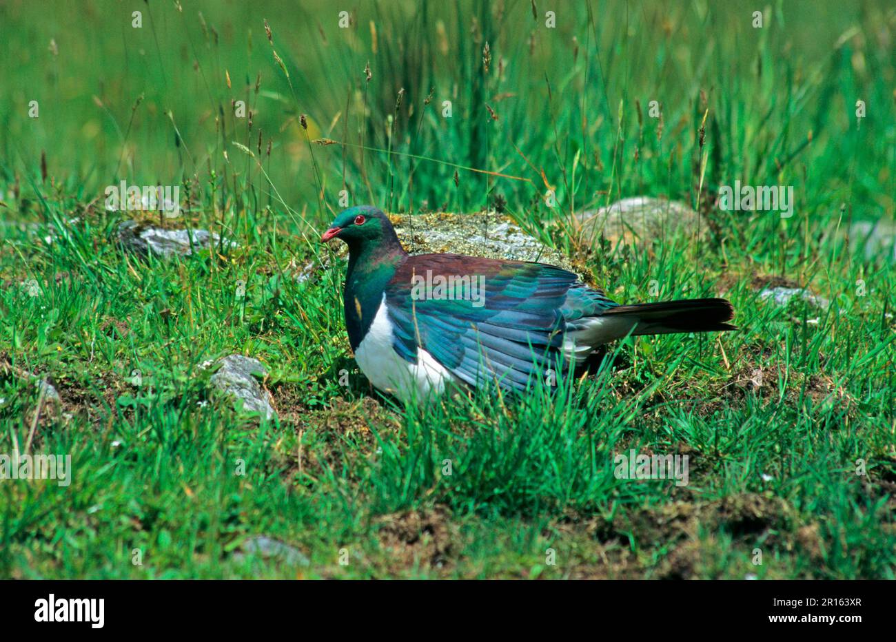 Maori Fruit Pigeon, new zealand pigeon (Hemiphaga novaeseelandiae ...