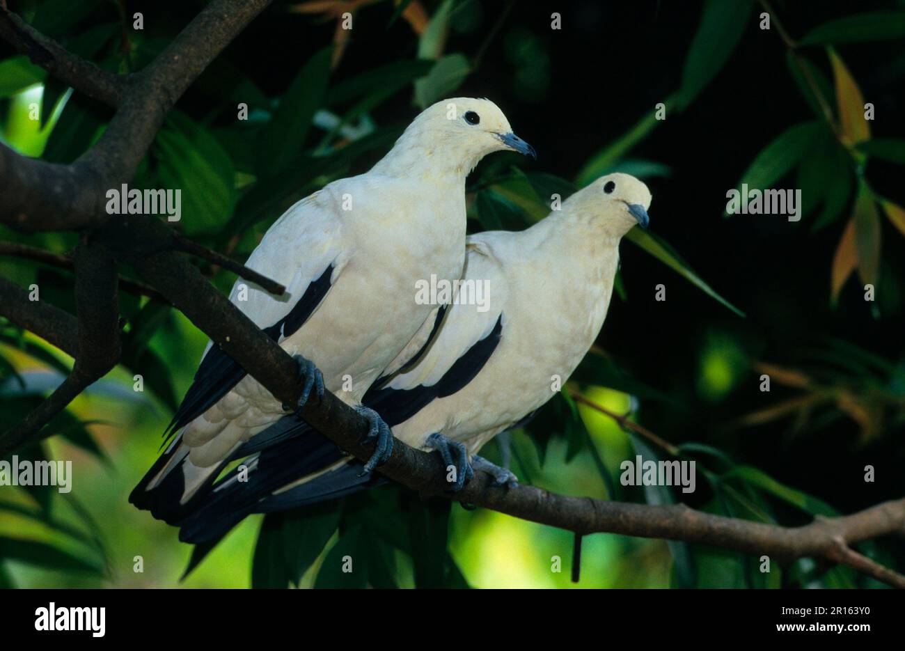 Pied imperial pigeons (Ducula bicolor), Bicoloured Fruit Doves, Pigeons ...
