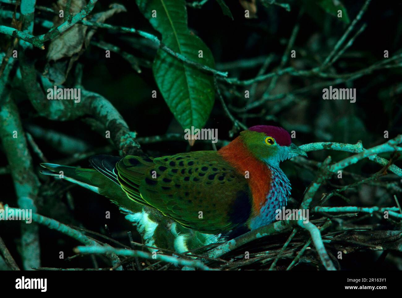 Superb fruit dove (Ptilinopus superbus), Magnificent Fruit Dove ...