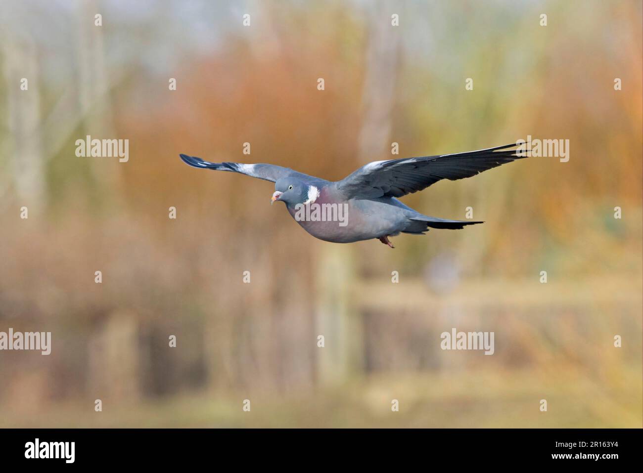 Wood Pigeon, Wood Doves, Pigeons, Animals, Birds, Wood Pigeon (Columbus ...