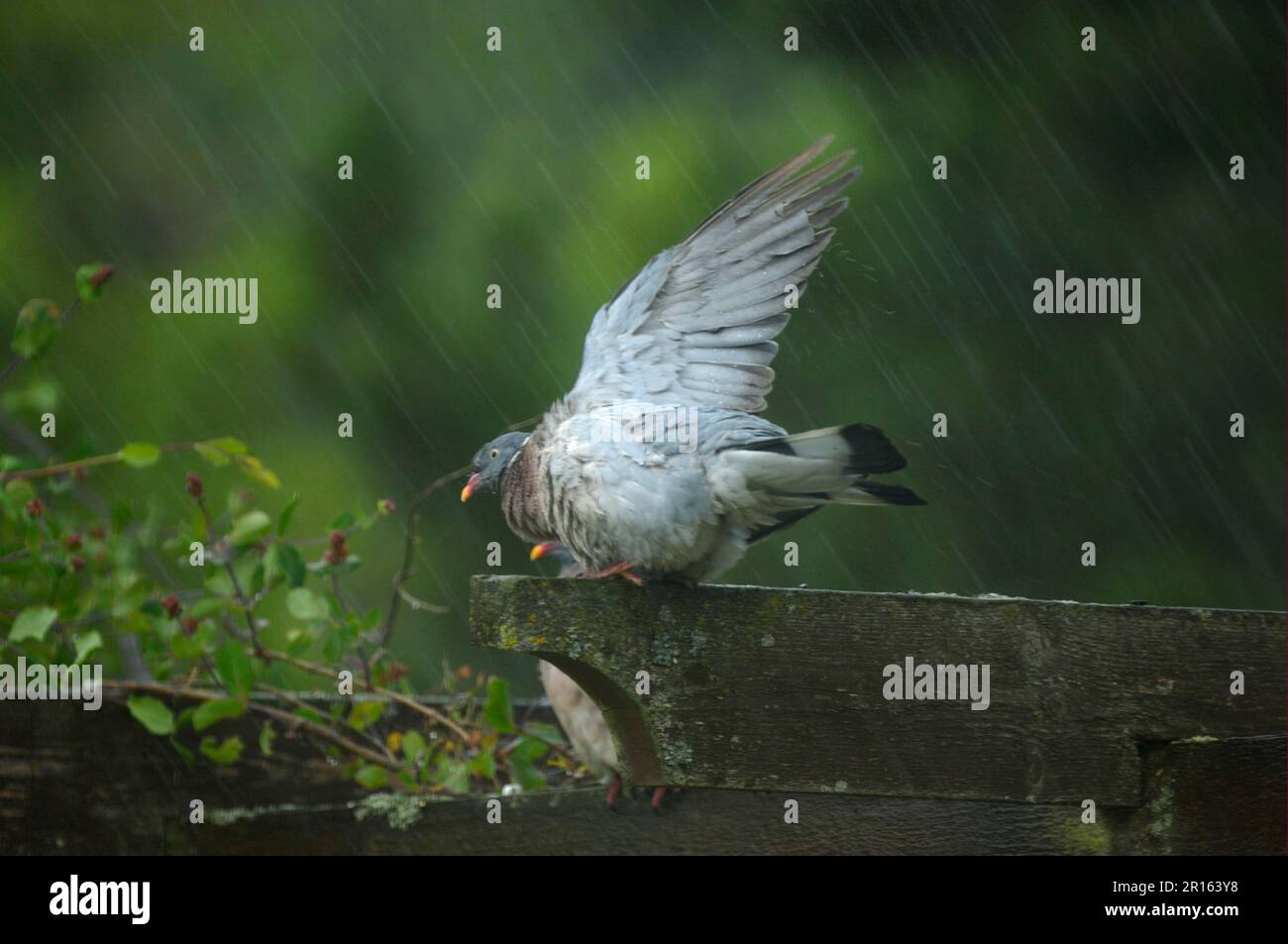 Wood Pigeon (Columbus palumbus) adult, stretching wing out to wash ...