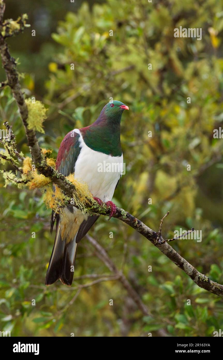 New zealand fruit pigeons hi-res stock photography and images - Alamy