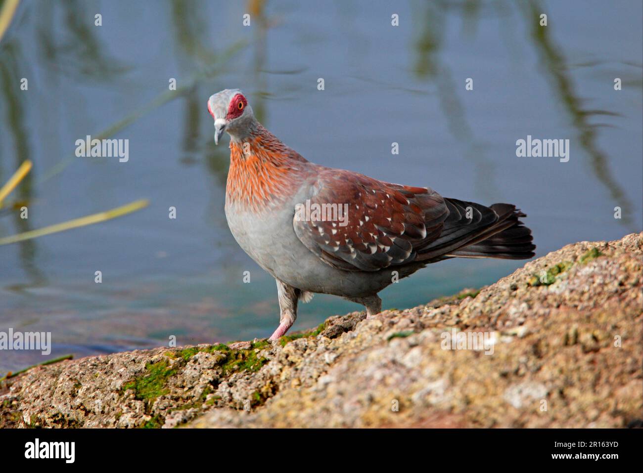 Speckled dove (Columba guinea) adult, on rocks by the lake, Lake Awassa ...