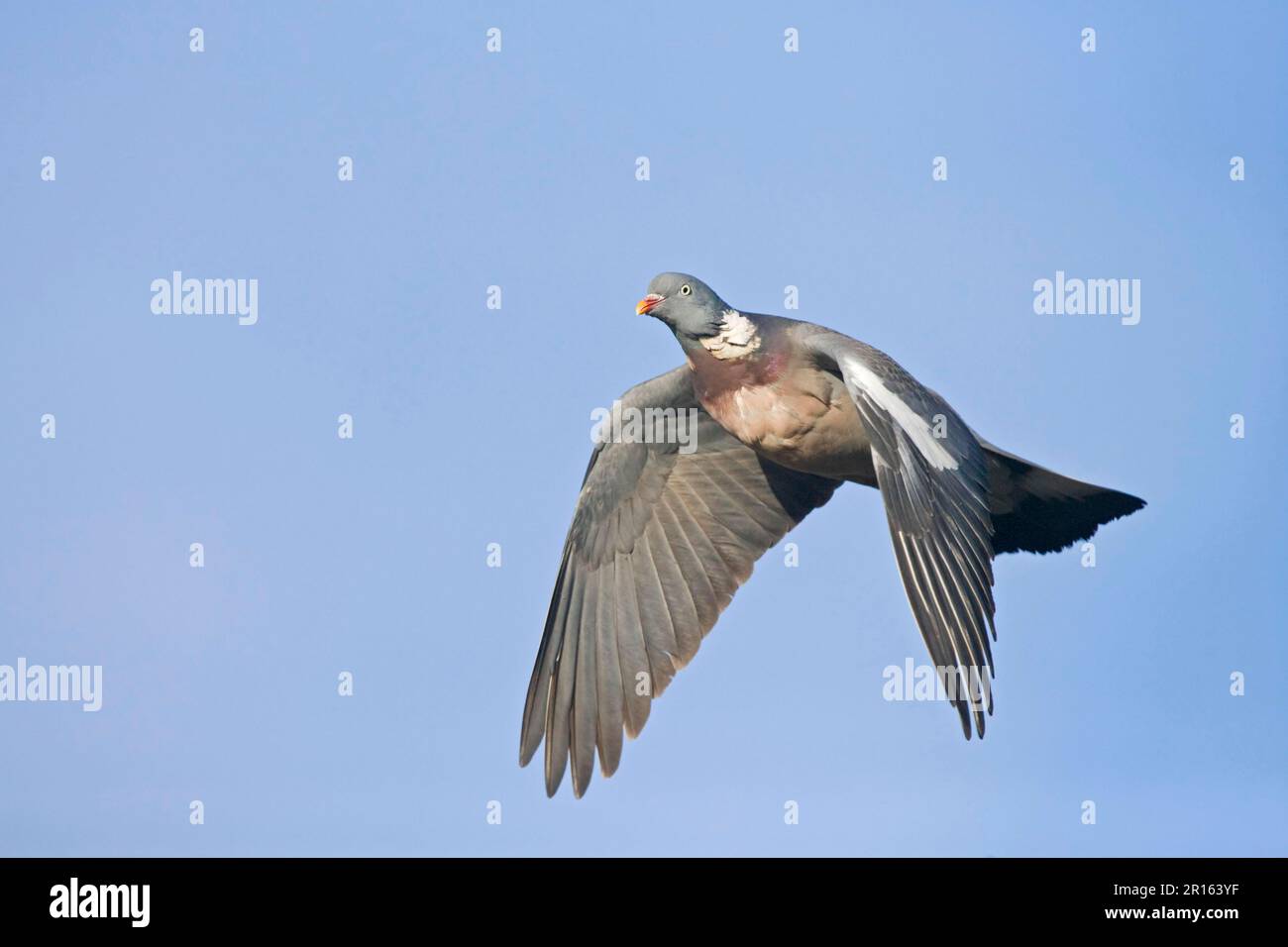 Wood Pigeon, Wood Doves, Pigeons, Animals, Birds, Wood Pigeon (Columbus ...