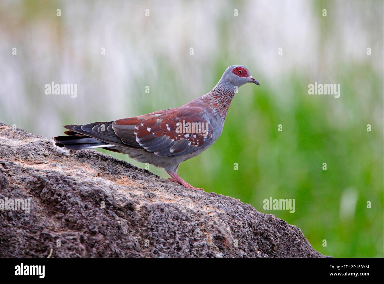 Speckled dove (Columba guinea), adult, standing on rocks by the lake ...