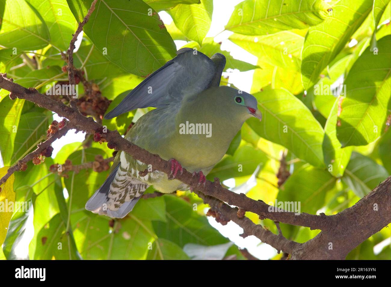 Thick-billed green pigeon (Treron curvirostra), Parrot-billed pigeons ...