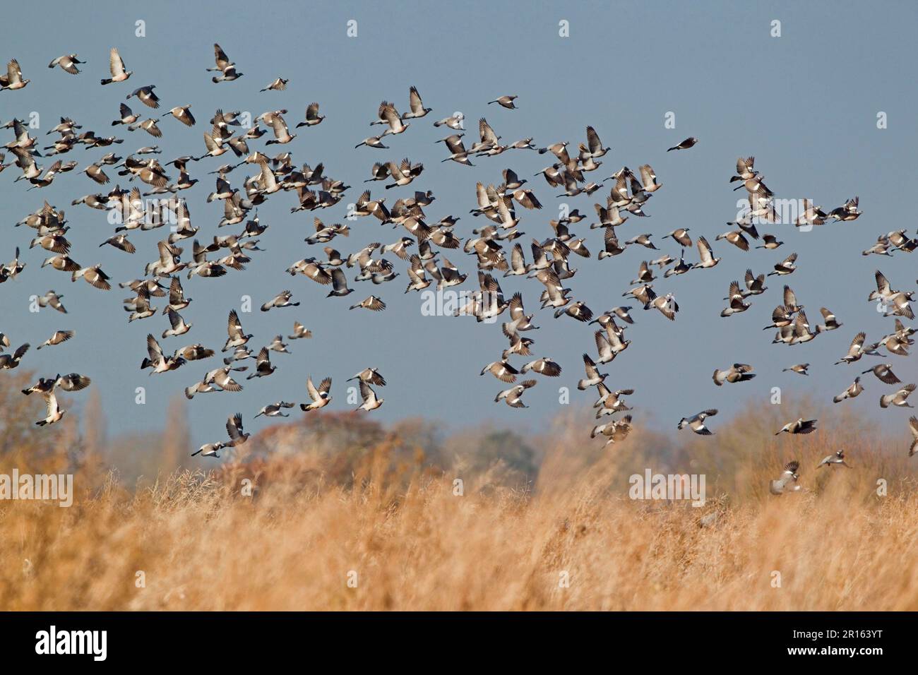 Wood pigeon flock england hi-res stock photography and images - Alamy