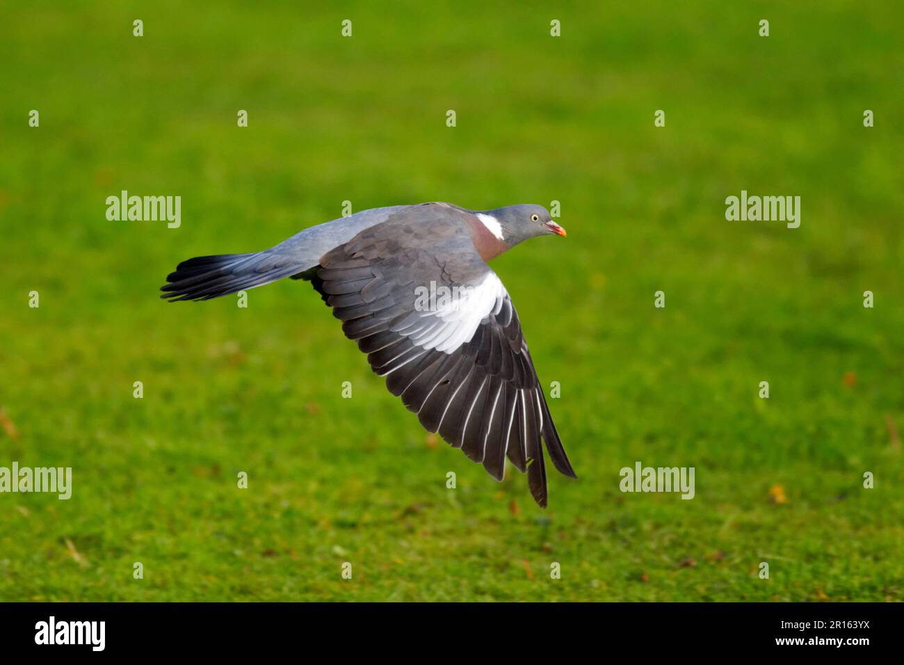 Wood Pigeon, Wood Pigeons (Columba palumbus), Pigeons, Animals, Birds ...