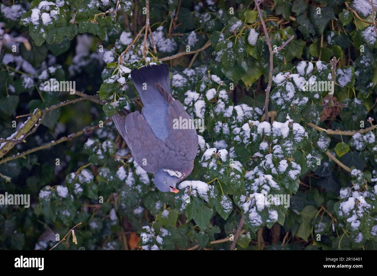 Wood Pigeon, Wood Doves, Pigeons, Animals, Birds, Wood Pigeon (Columbus ...
