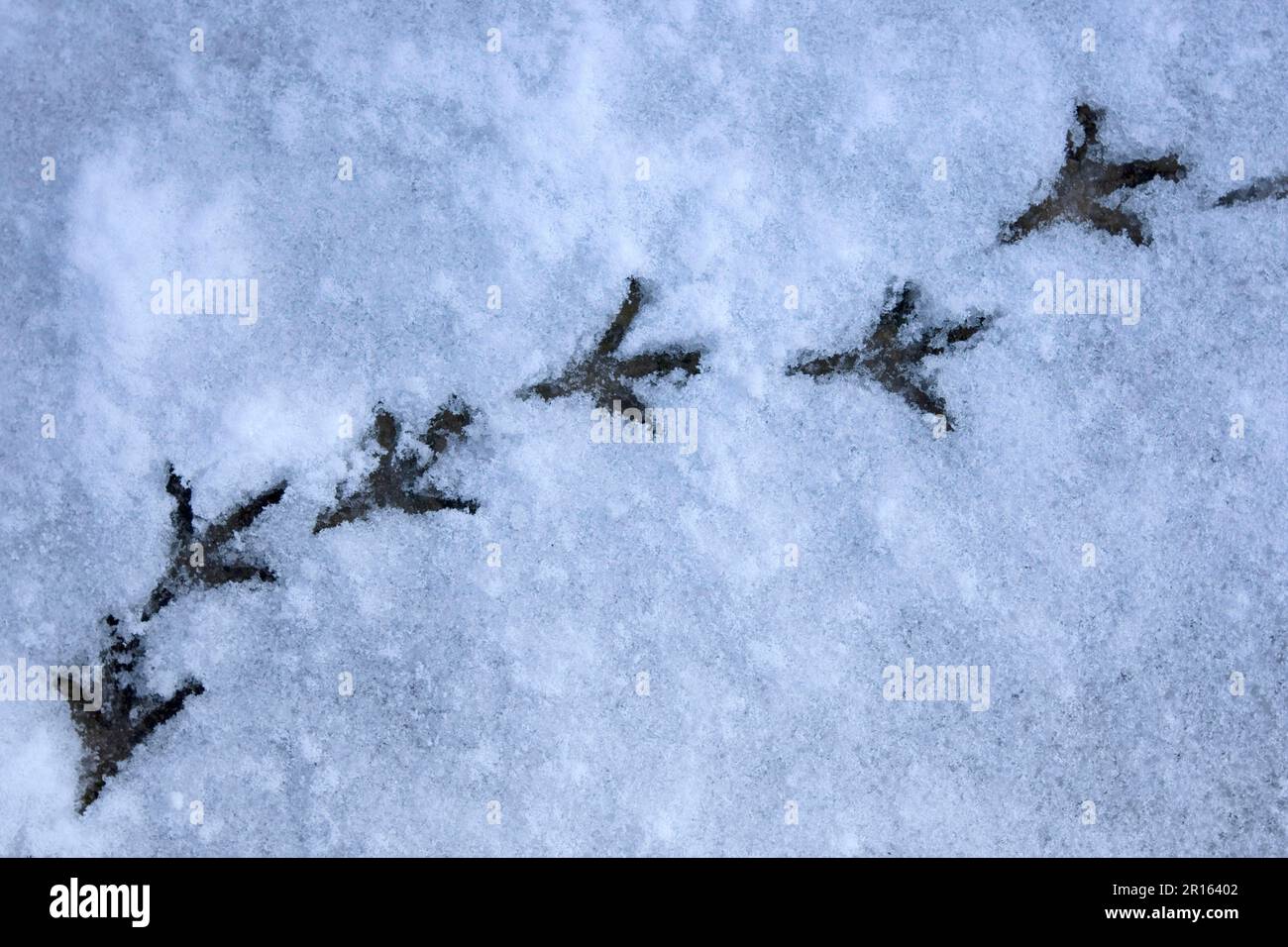 Wood Pigeon, Wood Doves, Pigeons, Animals, Birds, Wood Pigeon (Columbus ...