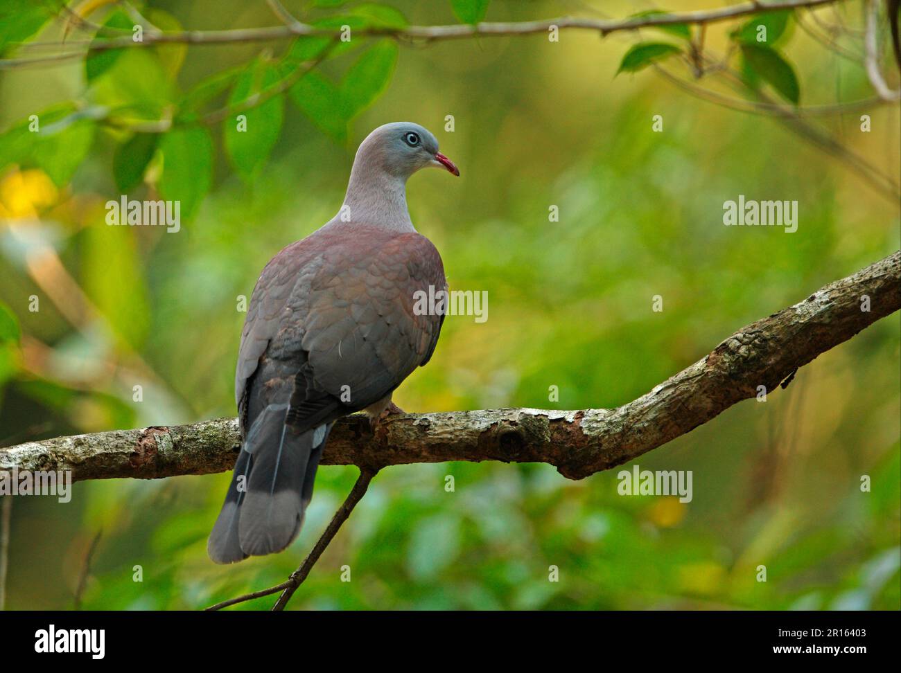 Mountain Imperial-pigeon (Ducula badia griseicapilla) adult, perched on ...