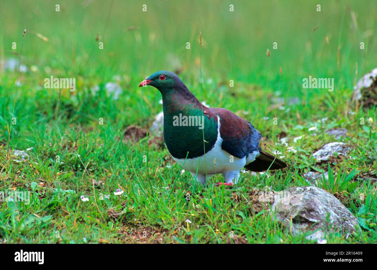 Maori Fruit Pigeon, new zealand pigeon (Hemiphaga novaeseelandiae ...