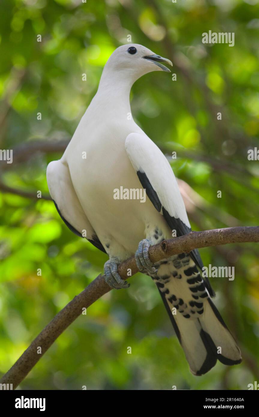 Pied imperial pigeon australia hi-res stock photography and images - Alamy