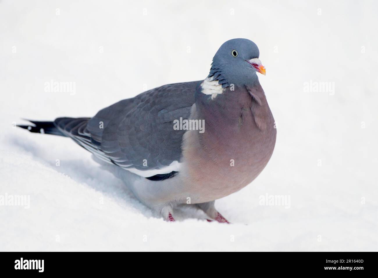 Wood Pigeon (Columbus palumbus) adult, standing in snow covered garden ...
