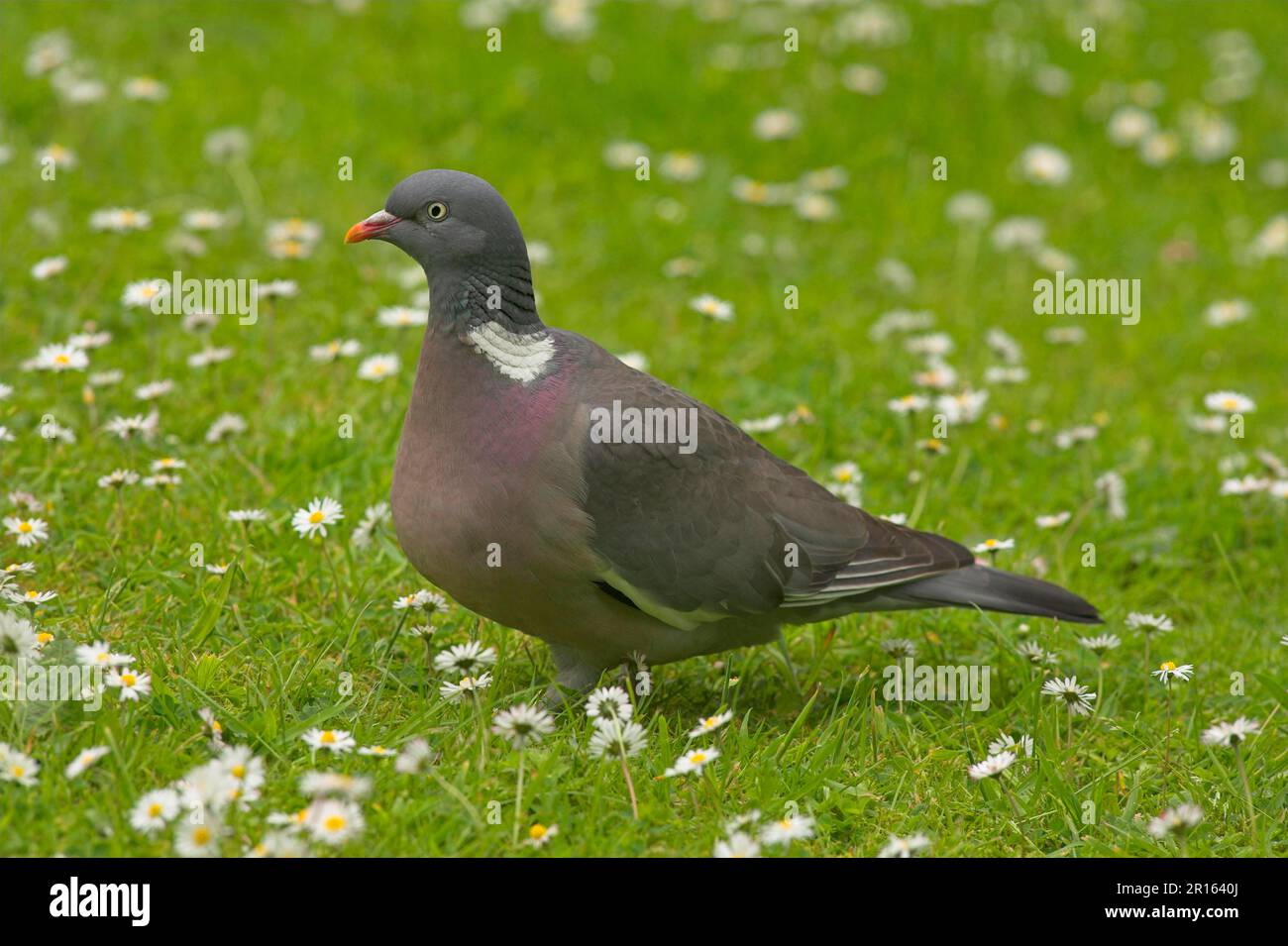 Wood Pigeon, Wood Doves, Pigeons, Animals, Birds, Wood Pigeon (Columbus ...