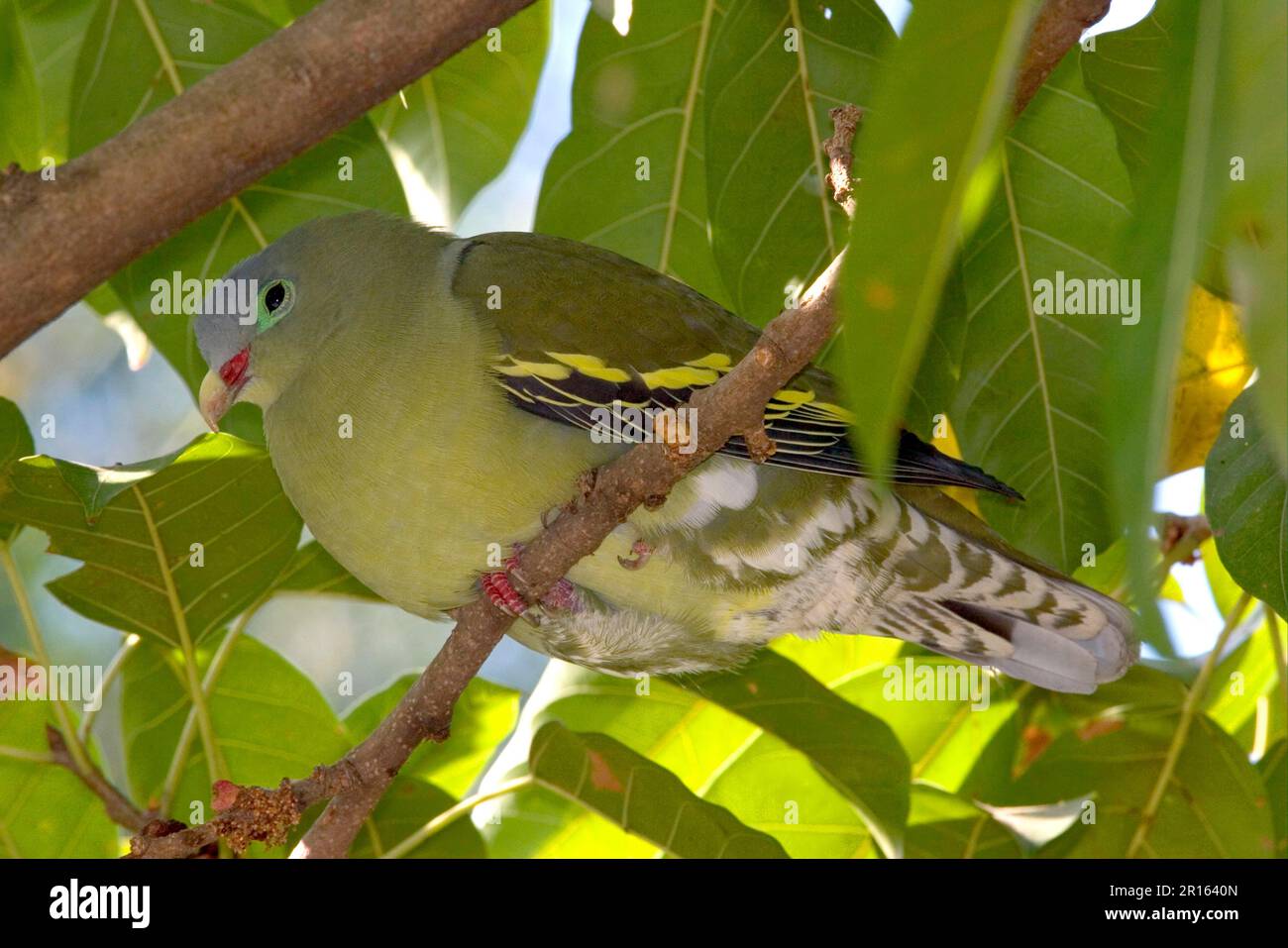 Thick Billed Green Pigeon
