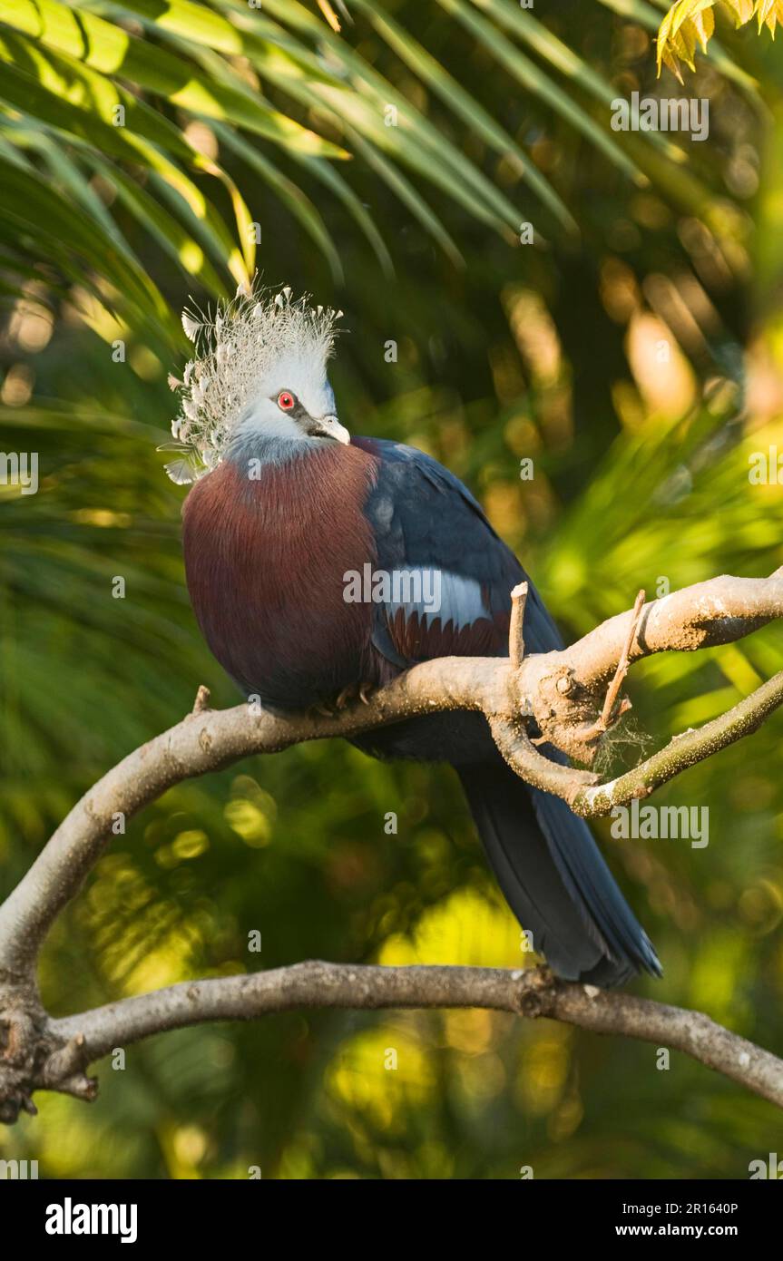 Fan-tailed Pigeon, Fan-tailed Pigeon, Victoria Crowned Pigeon, Victoria ...