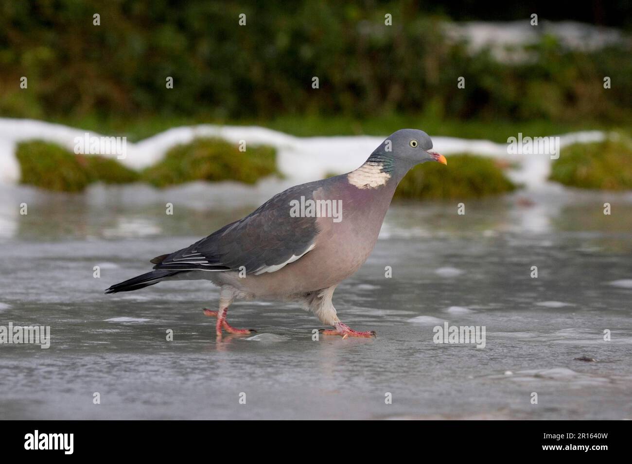 Pigeon on frozen pond hi-res stock photography and images - Alamy