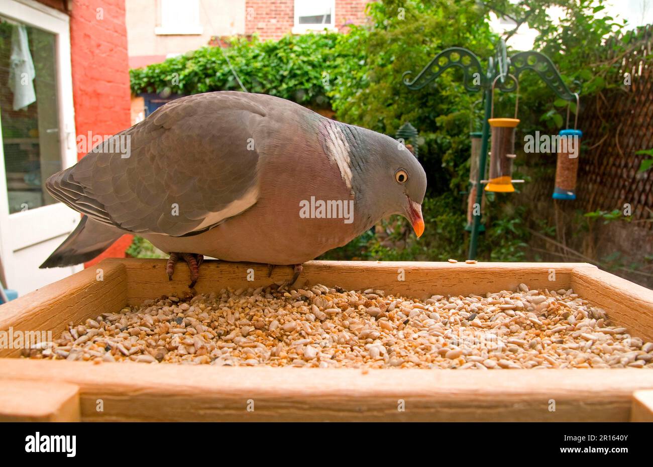 Wood Pigeon (Columbus palumbus) adult, feeding on window feeder in ...