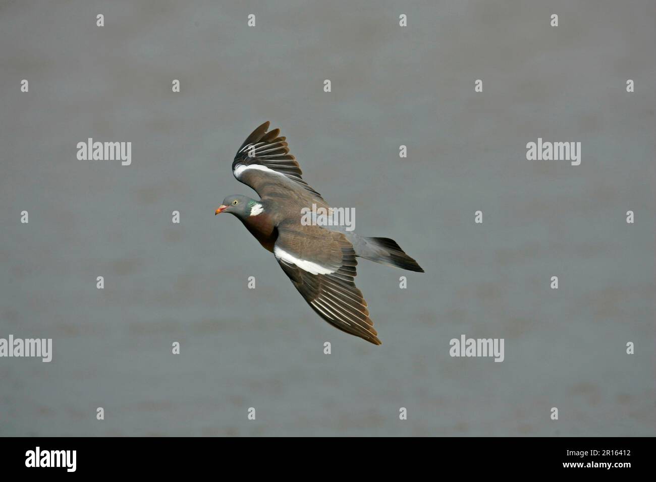 Wood Pigeon, Wood Doves, Pigeons, Animals, Birds, Wood Pigeon (Columbus ...