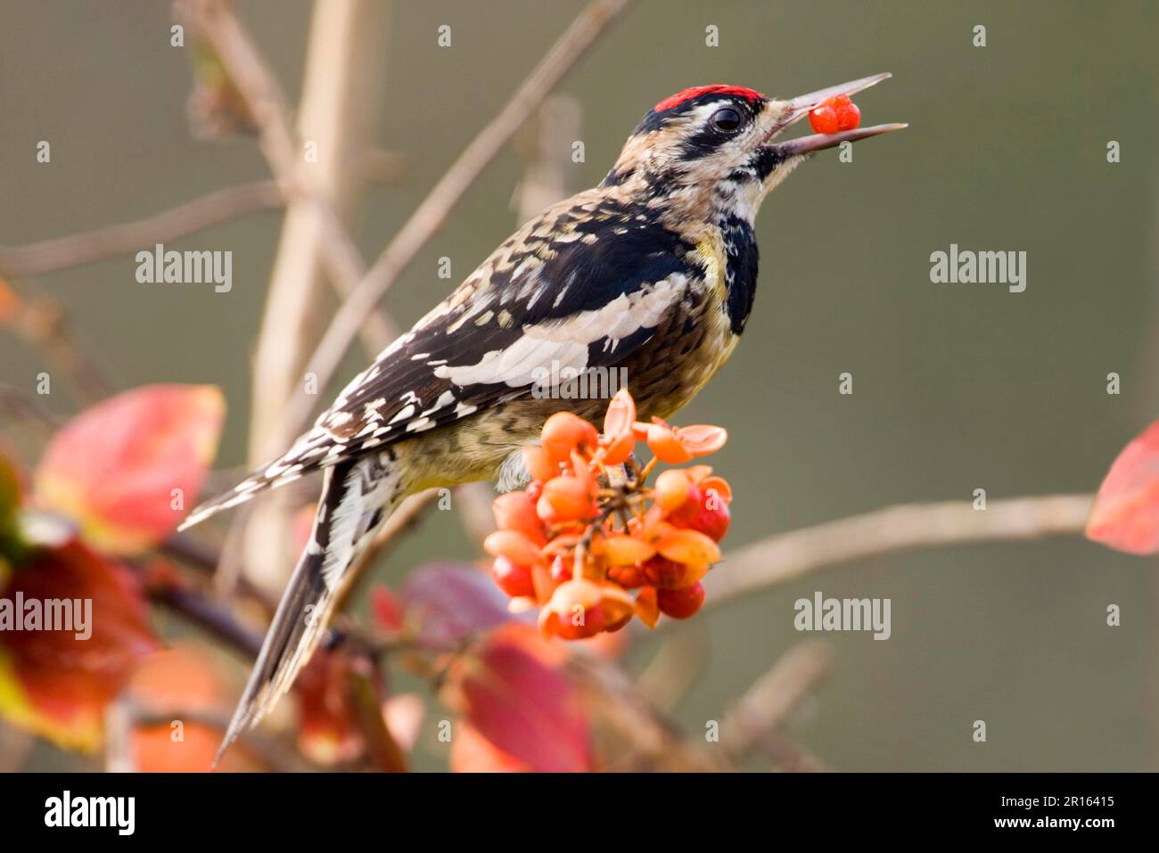 Yellow-bellied Sapsucker (Sphyrapicus varius) adult female, feeding on ...