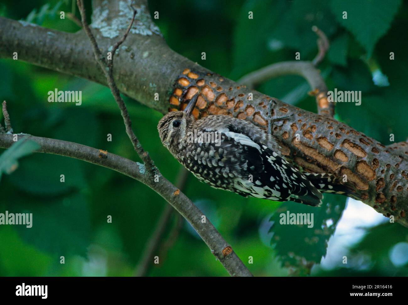Yellow-bellied Sapsucker (Sphyrapicus varius), yellow-bellied sapsucker ...