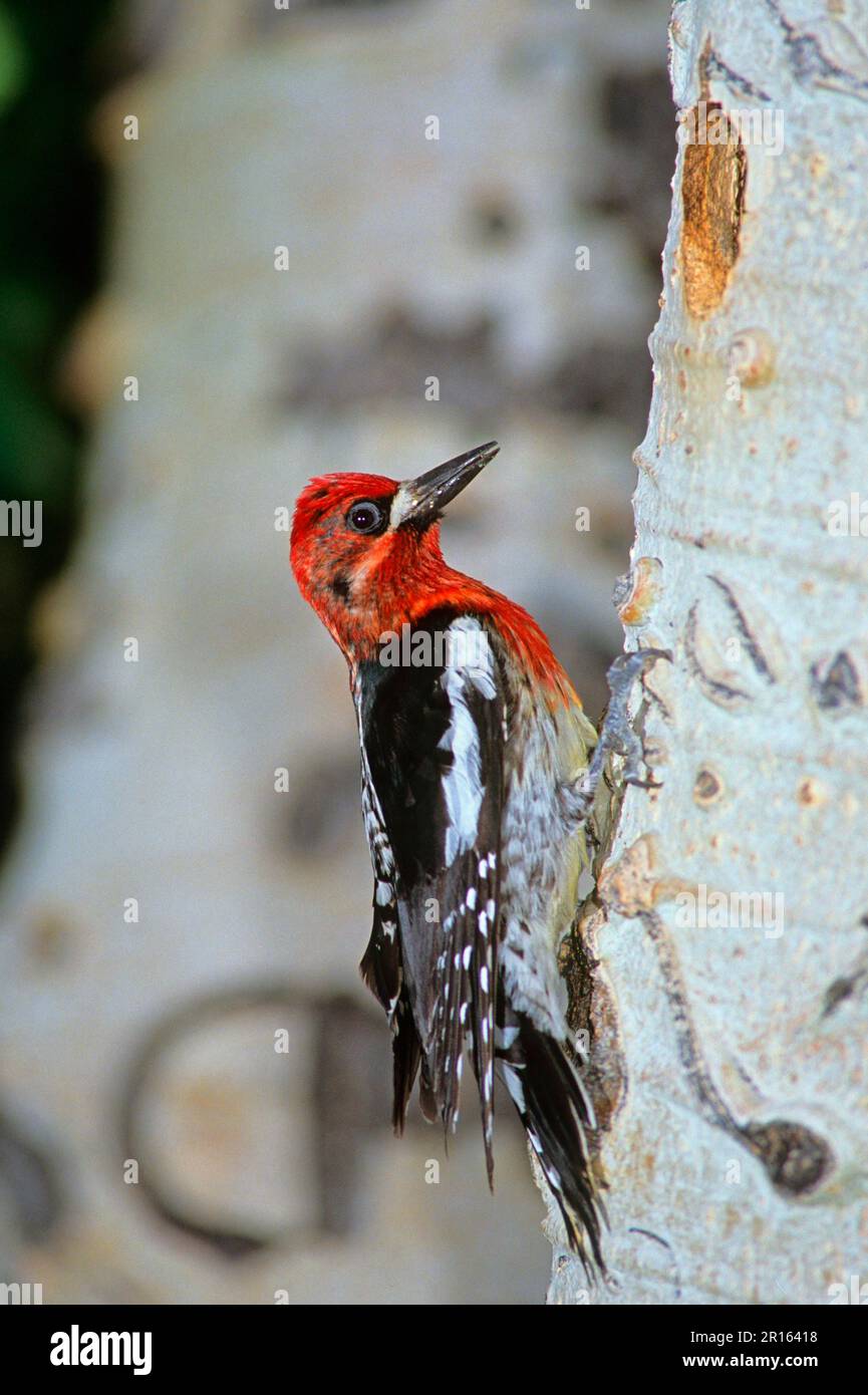 Red-breasted sapsucker (Sphyrapicus ruber), Woodpeckers, Animals, Birds ...