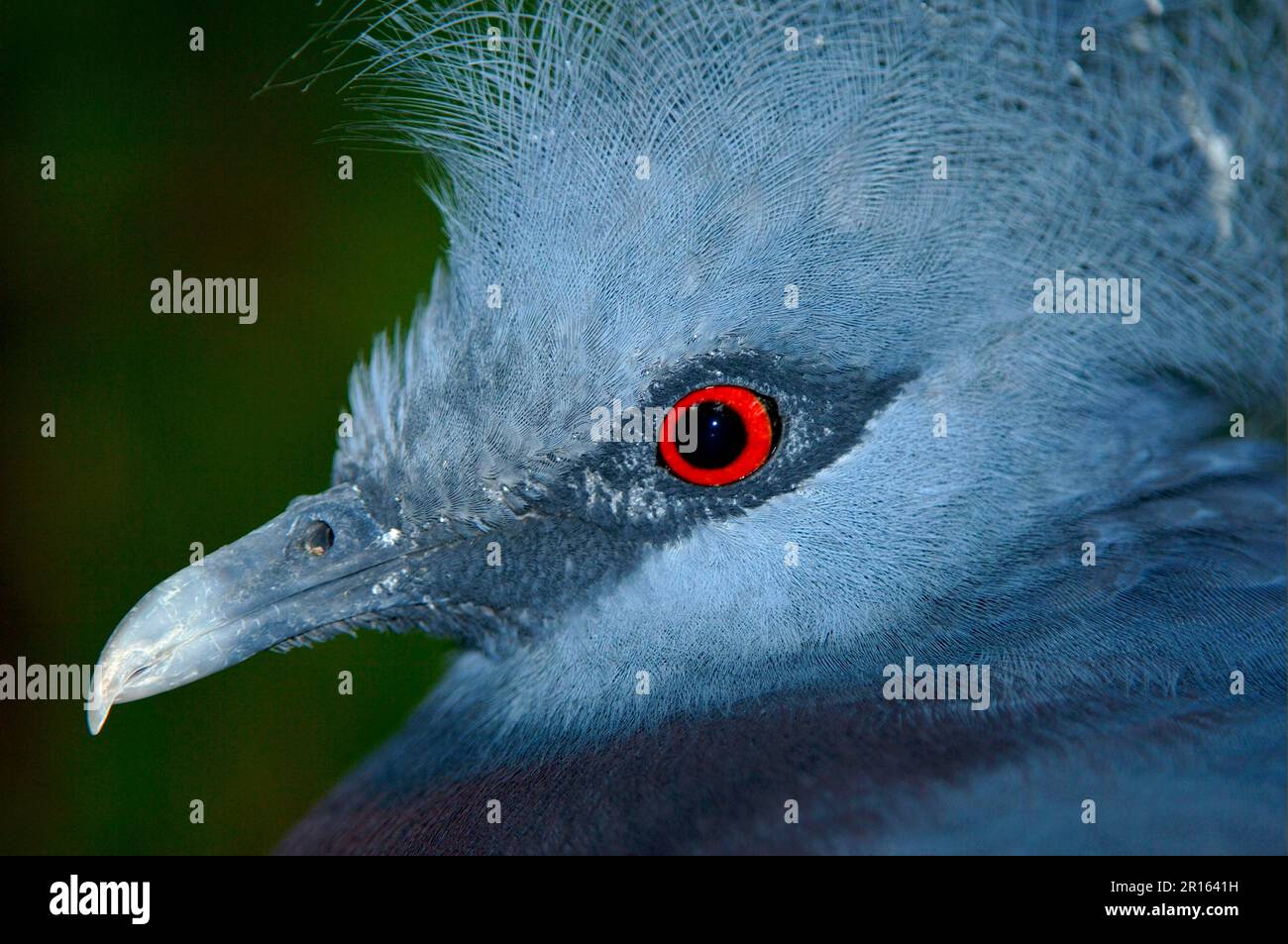 Fan tailed crowned pigeon hi-res stock photography and images - Alamy