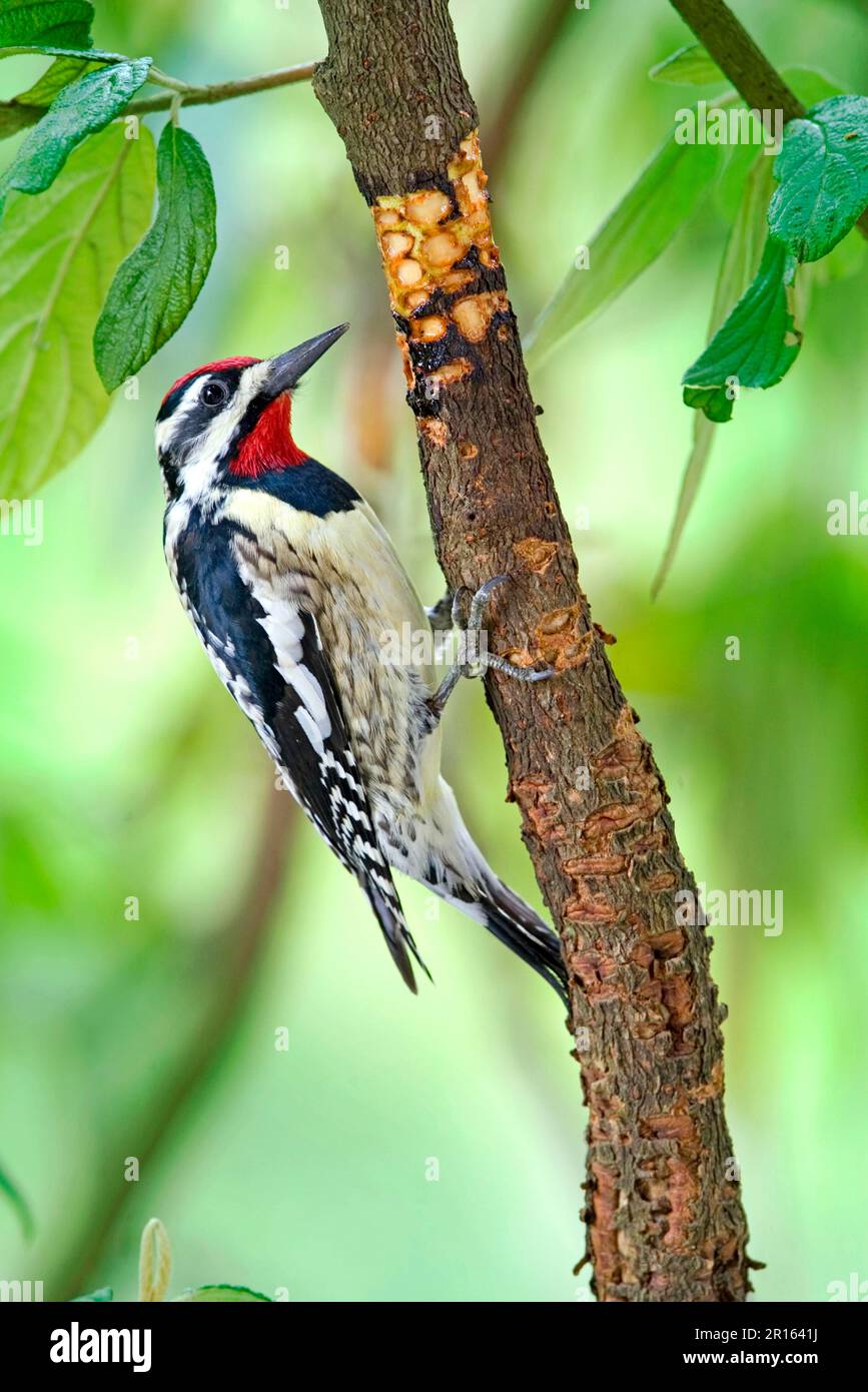 Yellow-bellied Sapsucker (Sphyrapicus varius) adult male, feeding at ...