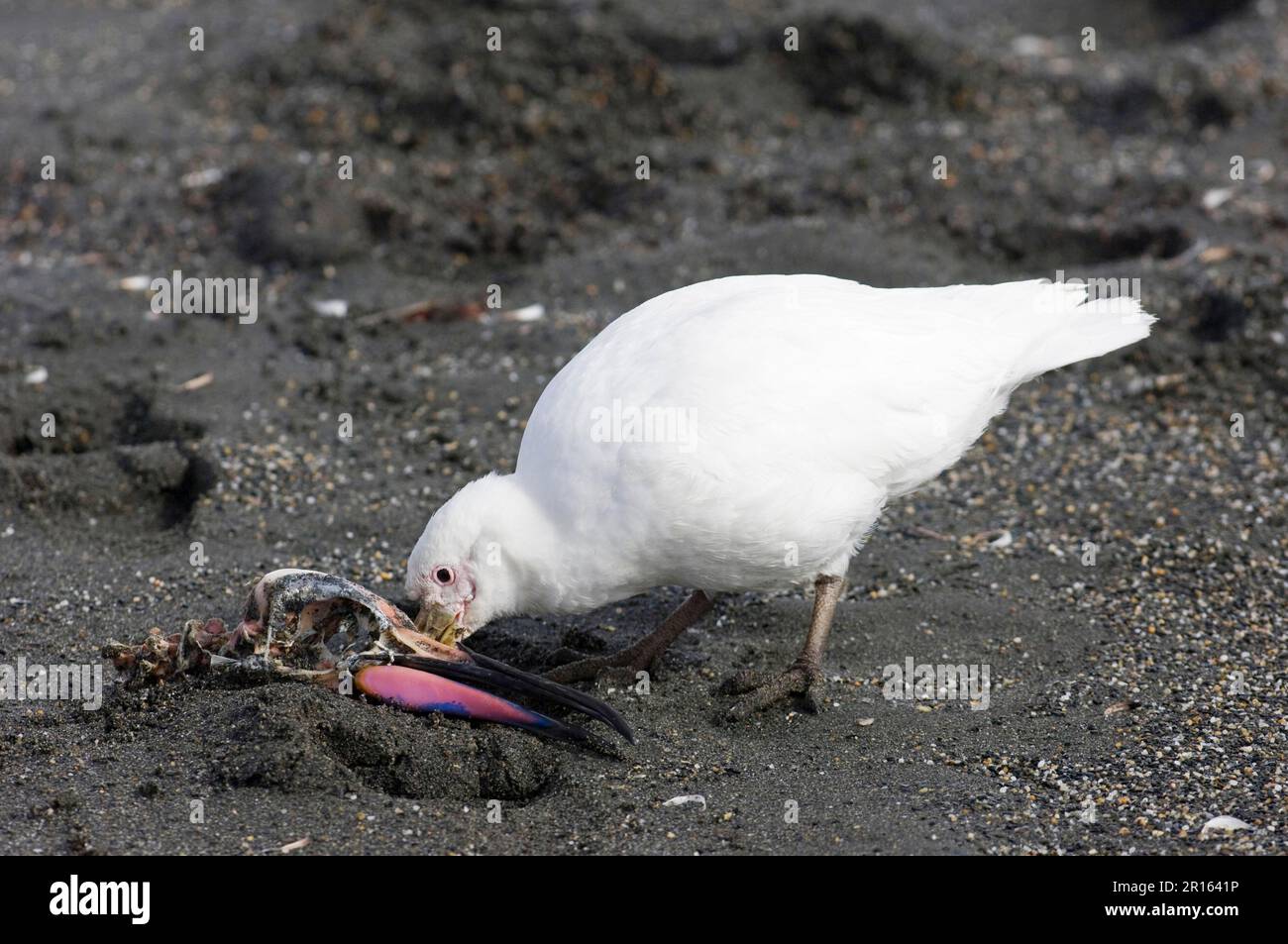 White-faced sheathbill (Chionis alba), White-faced sheathbill, White ...
