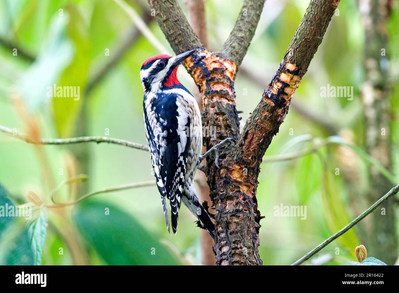 Yellow-bellied Sapsucker (Sphyrapicus varius) adult male, feeding at ...