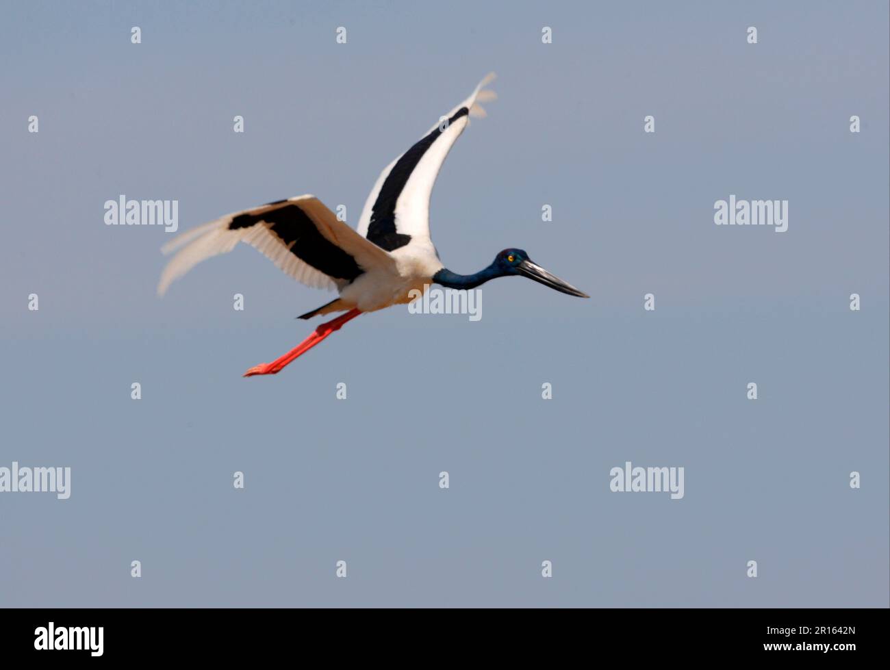 Xenorhynchus asiaticus, Giant Stork, Indian Great Stork, Giant Storks ...
