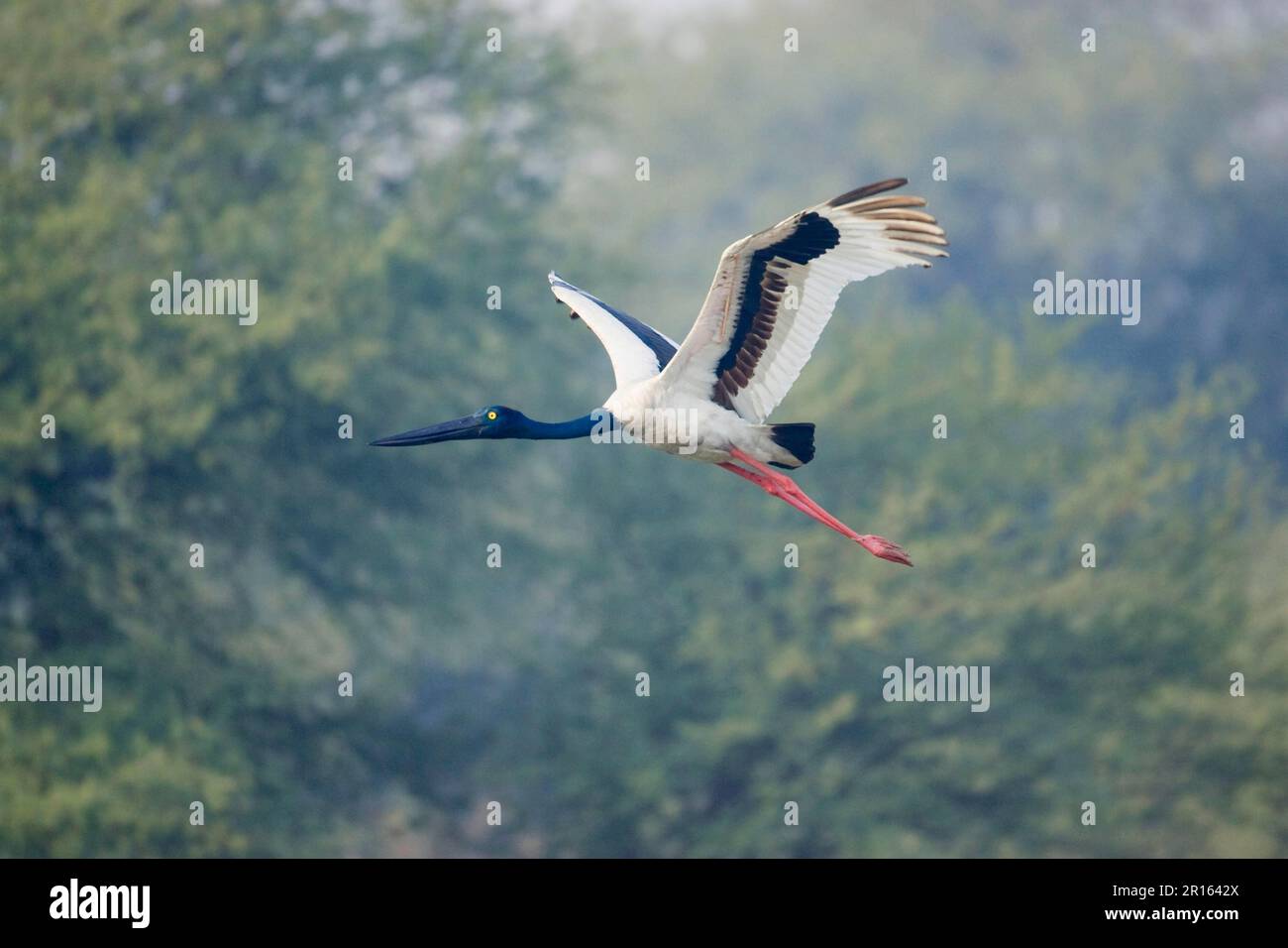 Xenorhynchus asiaticus, Giant Stork, Indian Great Stork, Giant Storks ...