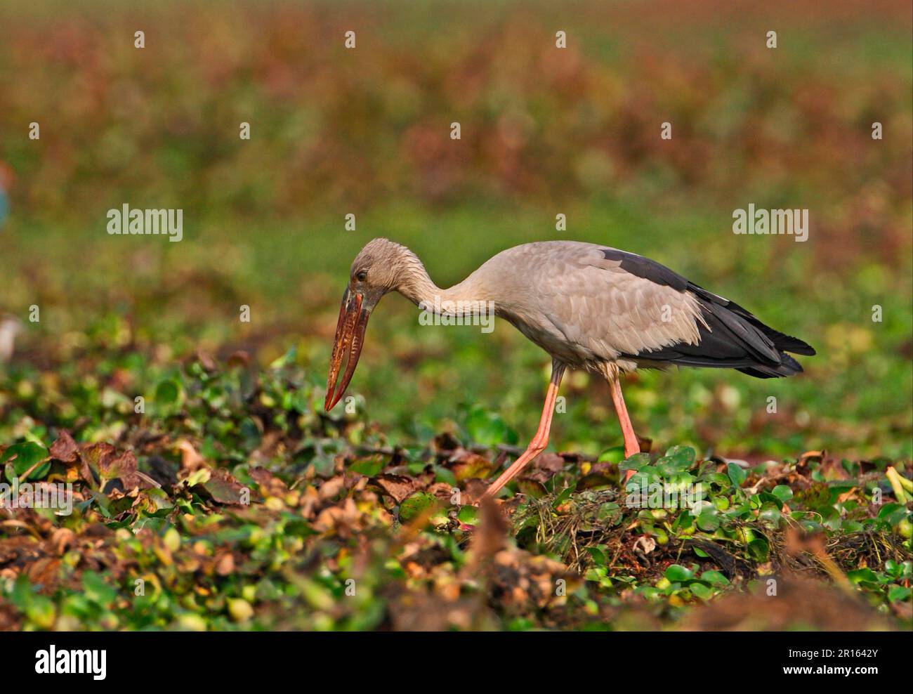Asian Open-billed Stork (Anastomus oscitans) adult, foraging amongst ...