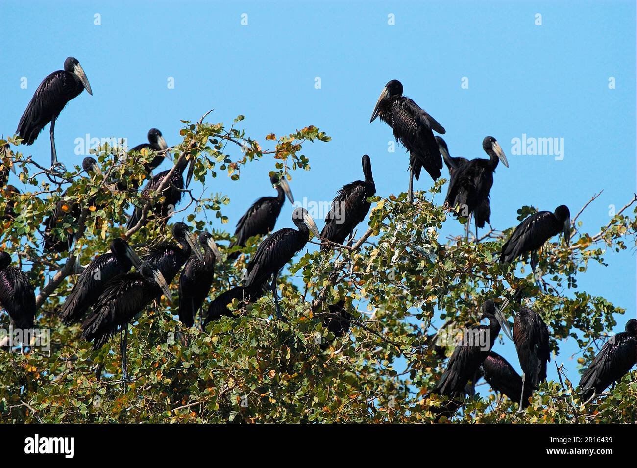 African animal behaviour hi-res stock photography and images - Alamy